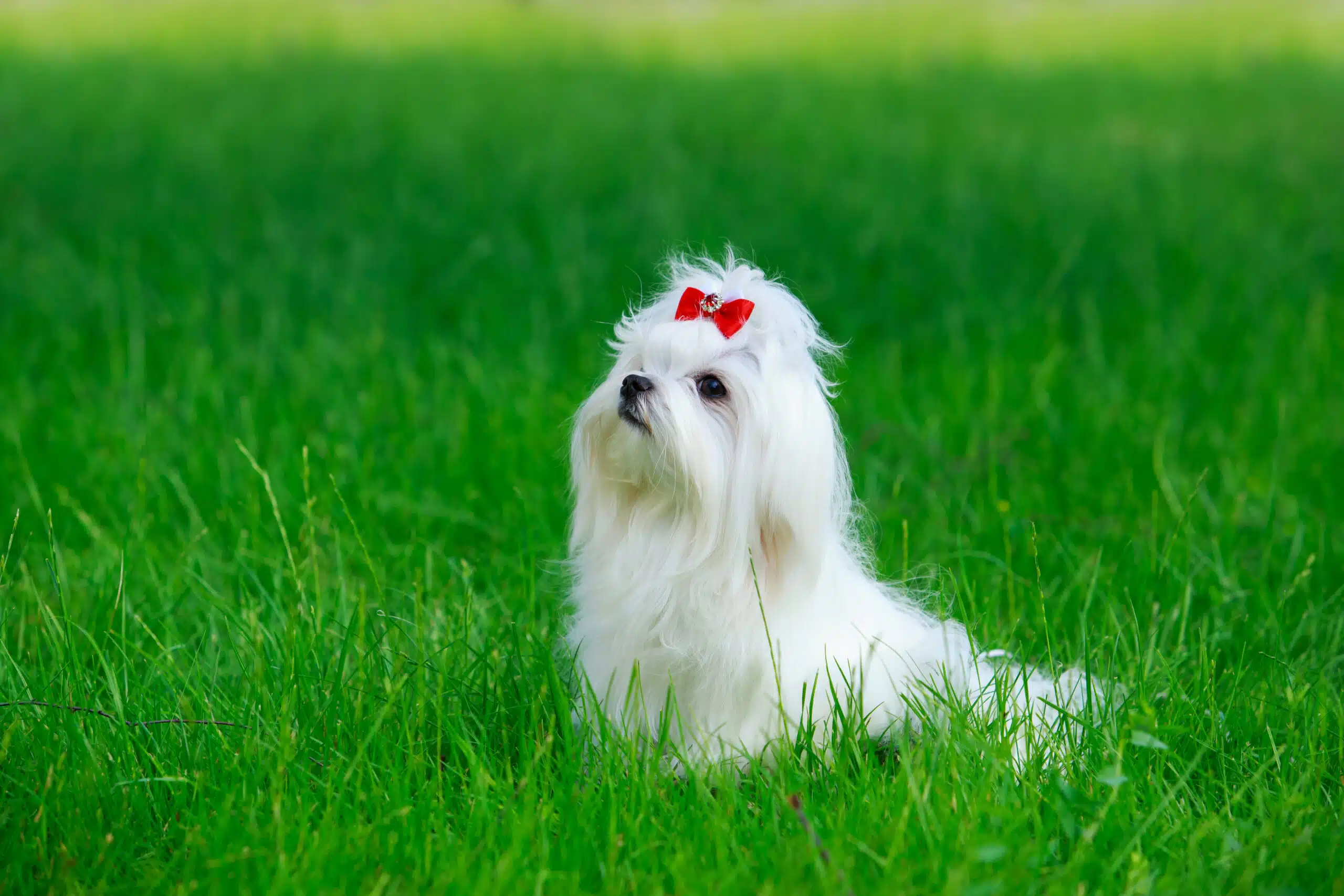 Mini Maltese Adulto